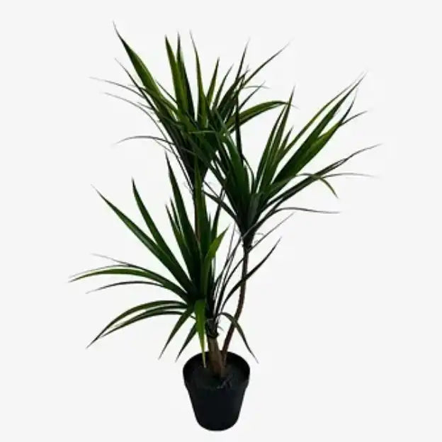 Yucca Tree - 3 Heads – Red Brick Emporium